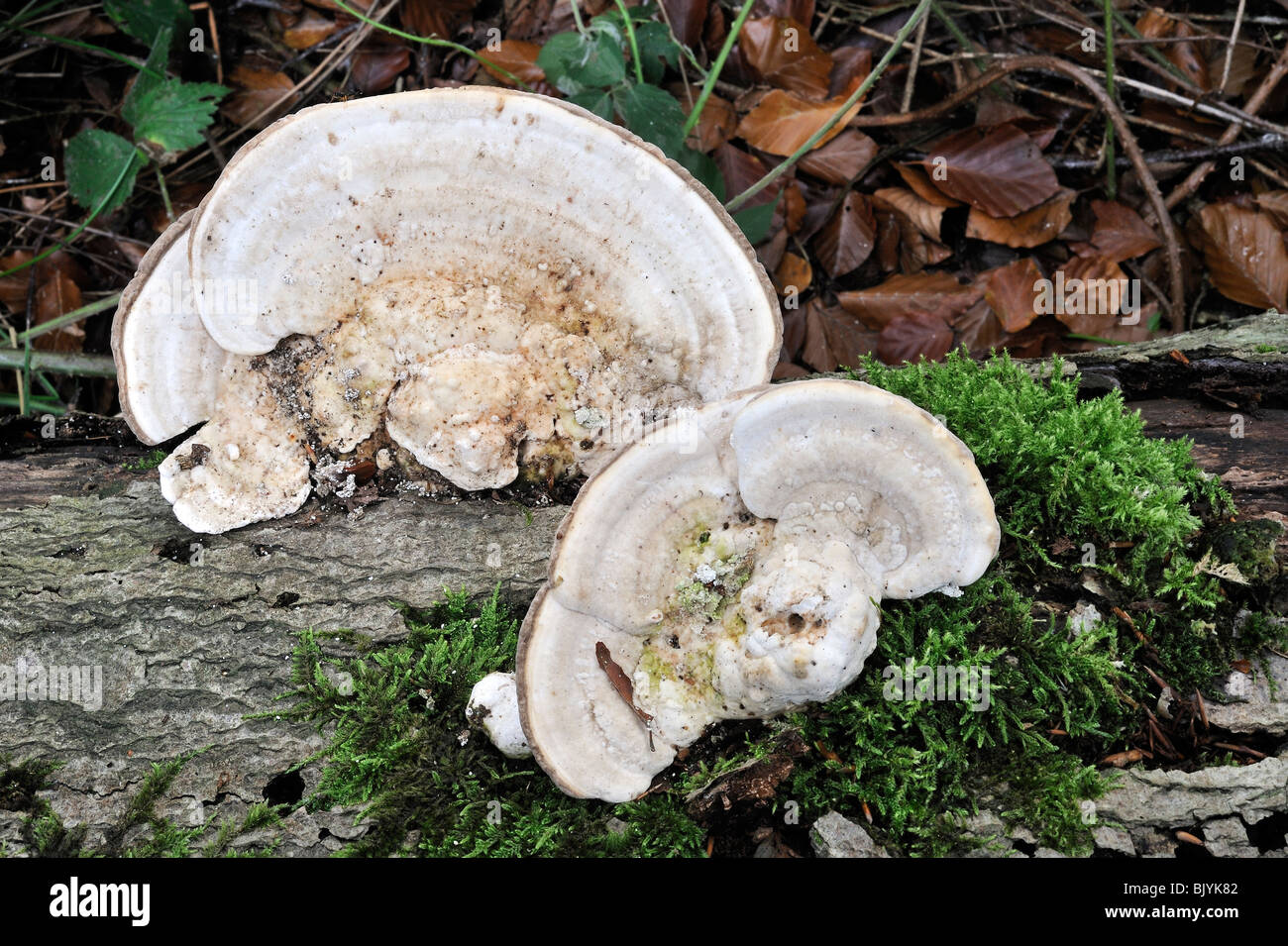 Lumpy bracket (Trametes gibbosa) on tree stump Stock Photo - Alamy