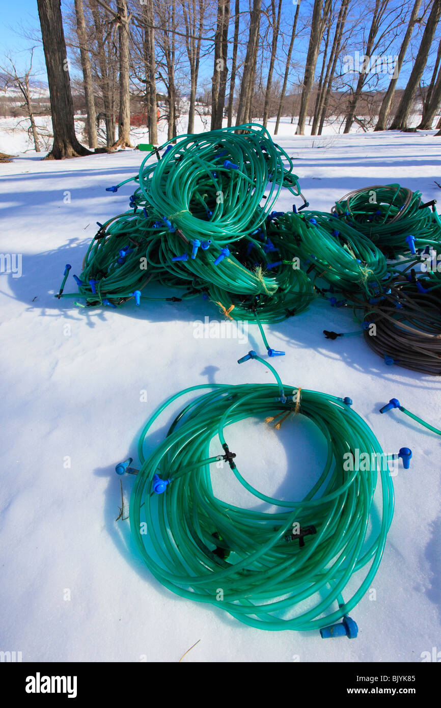 Maple sugar tubing maple sugar hi-res stock photography and images - Alamy