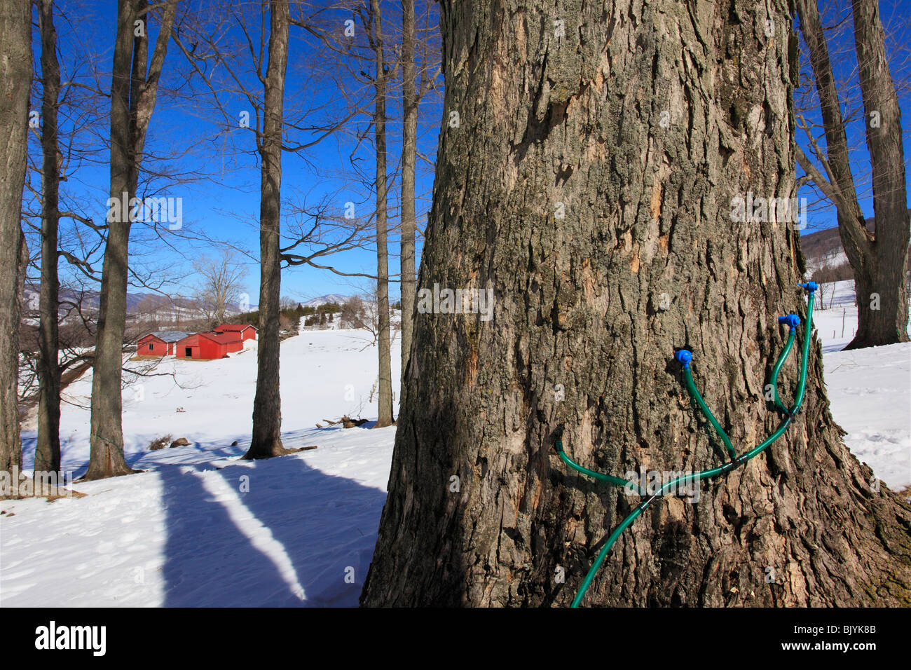 Maple Sugar Tubing, Maple Sugar Farm, Hightown, Virginia Stock Photo ...