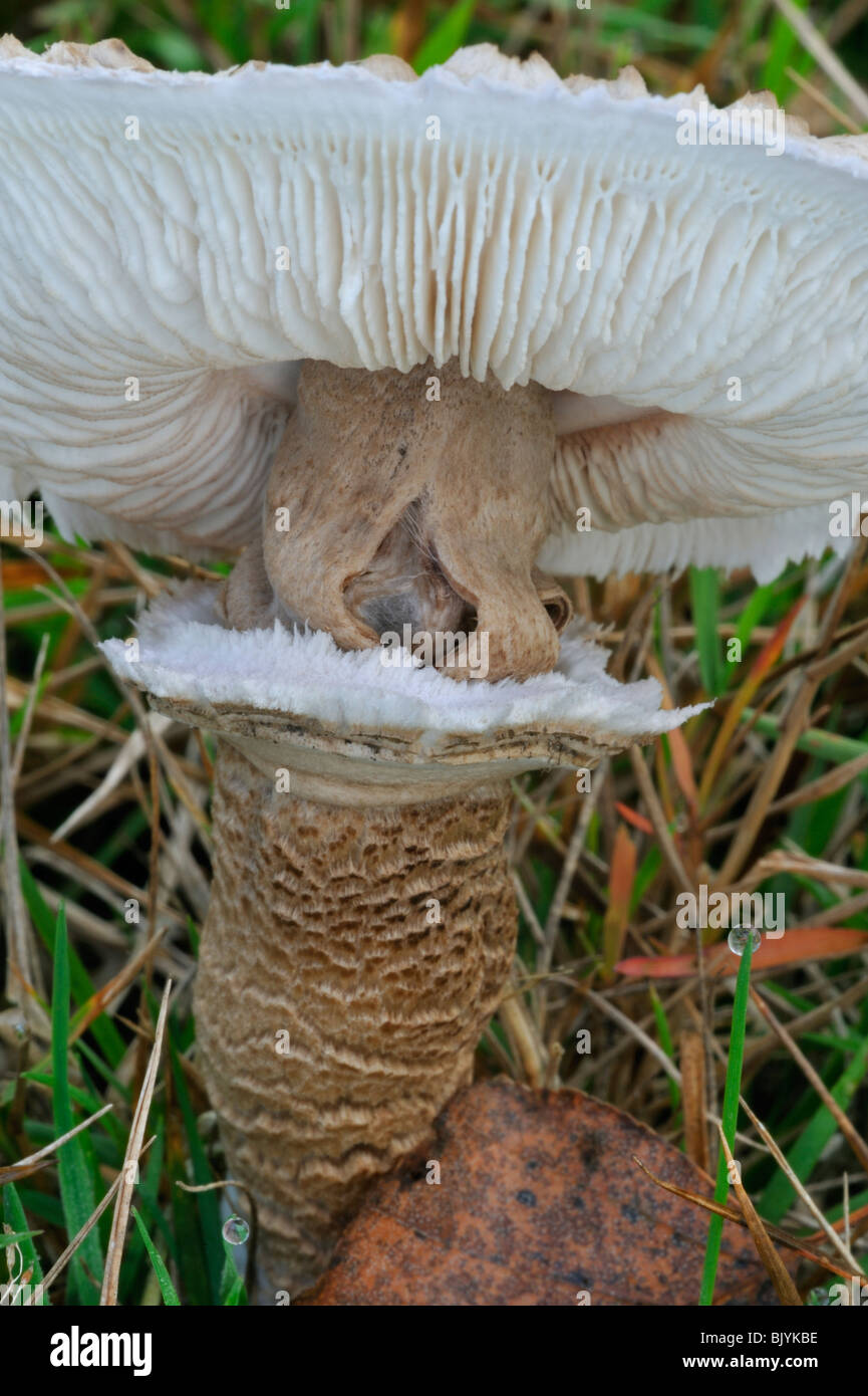 Parasol mushroom (Macrolepiota procera / Lepiota procera) showing ...