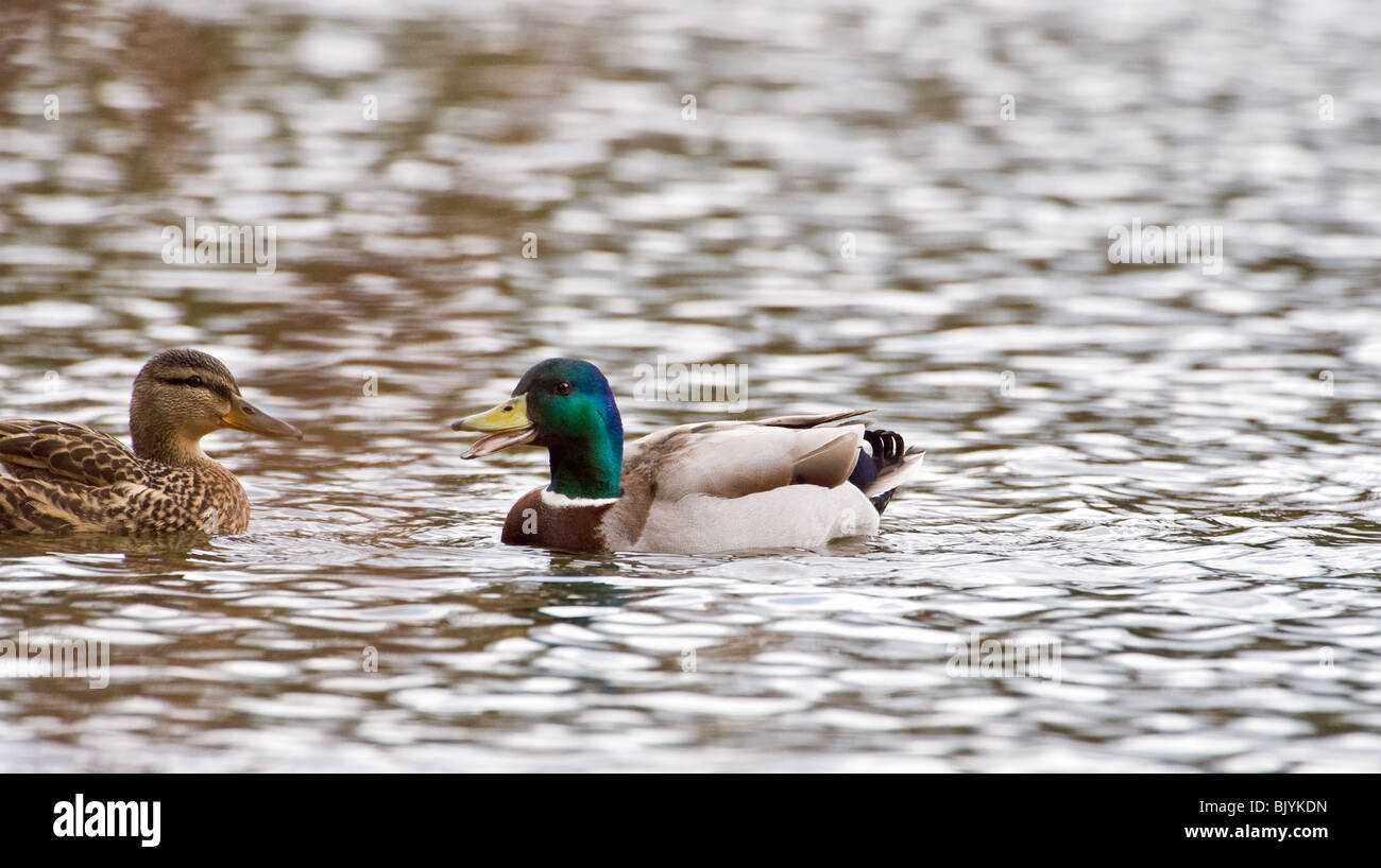 ducks in love Stock Photo - Alamy
