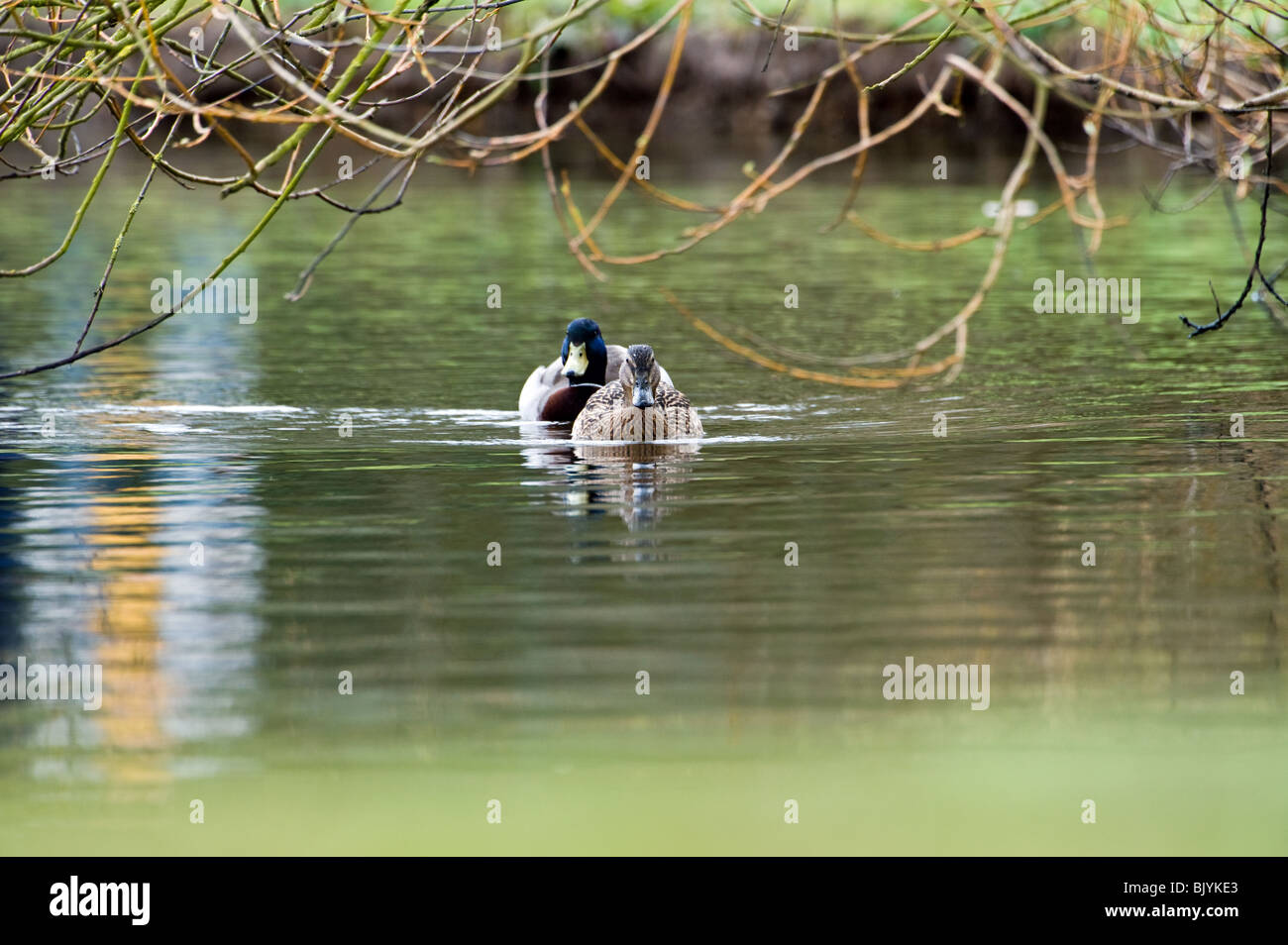 partners in love Stock Photo - Alamy
