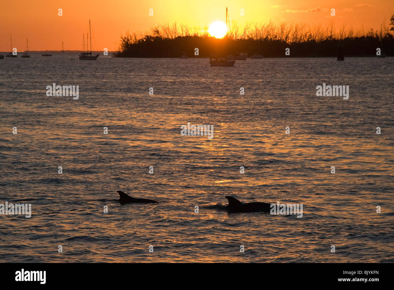 Dolphins at Key West Stock Photo - Alamy