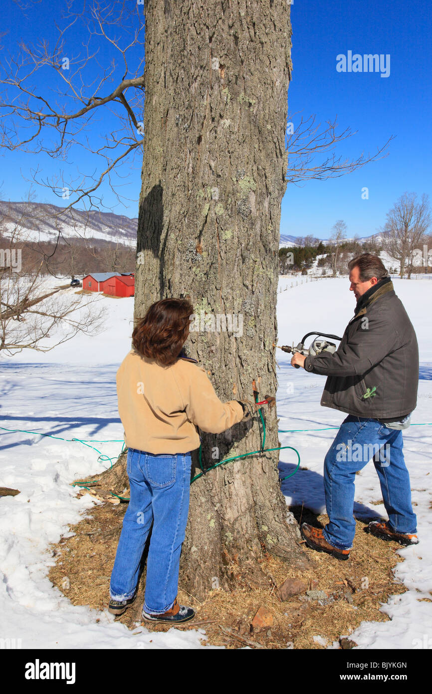 Maple sugar tubing maple sugar hi-res stock photography and images - Alamy