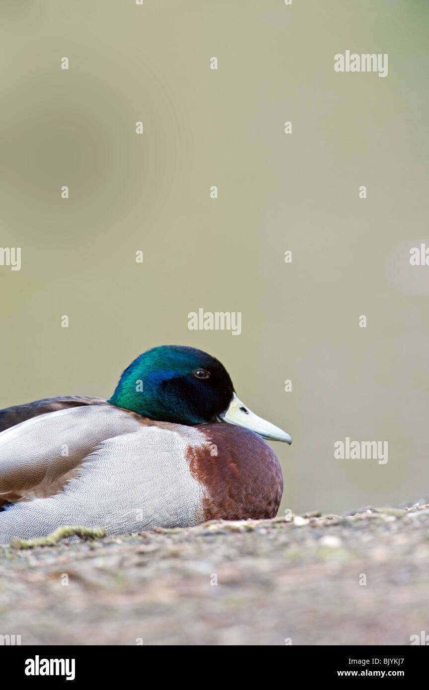 Alone duck bird hi-res stock photography and images - Alamy