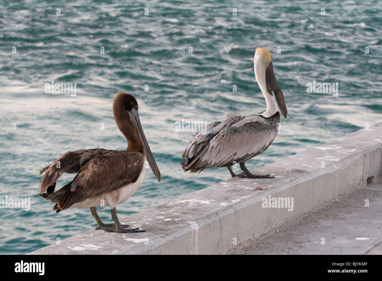 Nas key west hi-res stock photography and images - Alamy