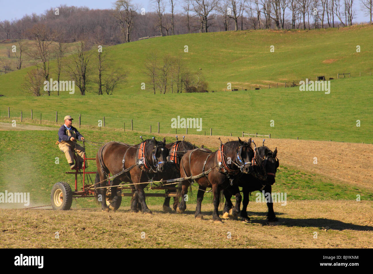 Team of Percheron Horses Harrowing, Middlebrook, Virginia Stock Photo ...
