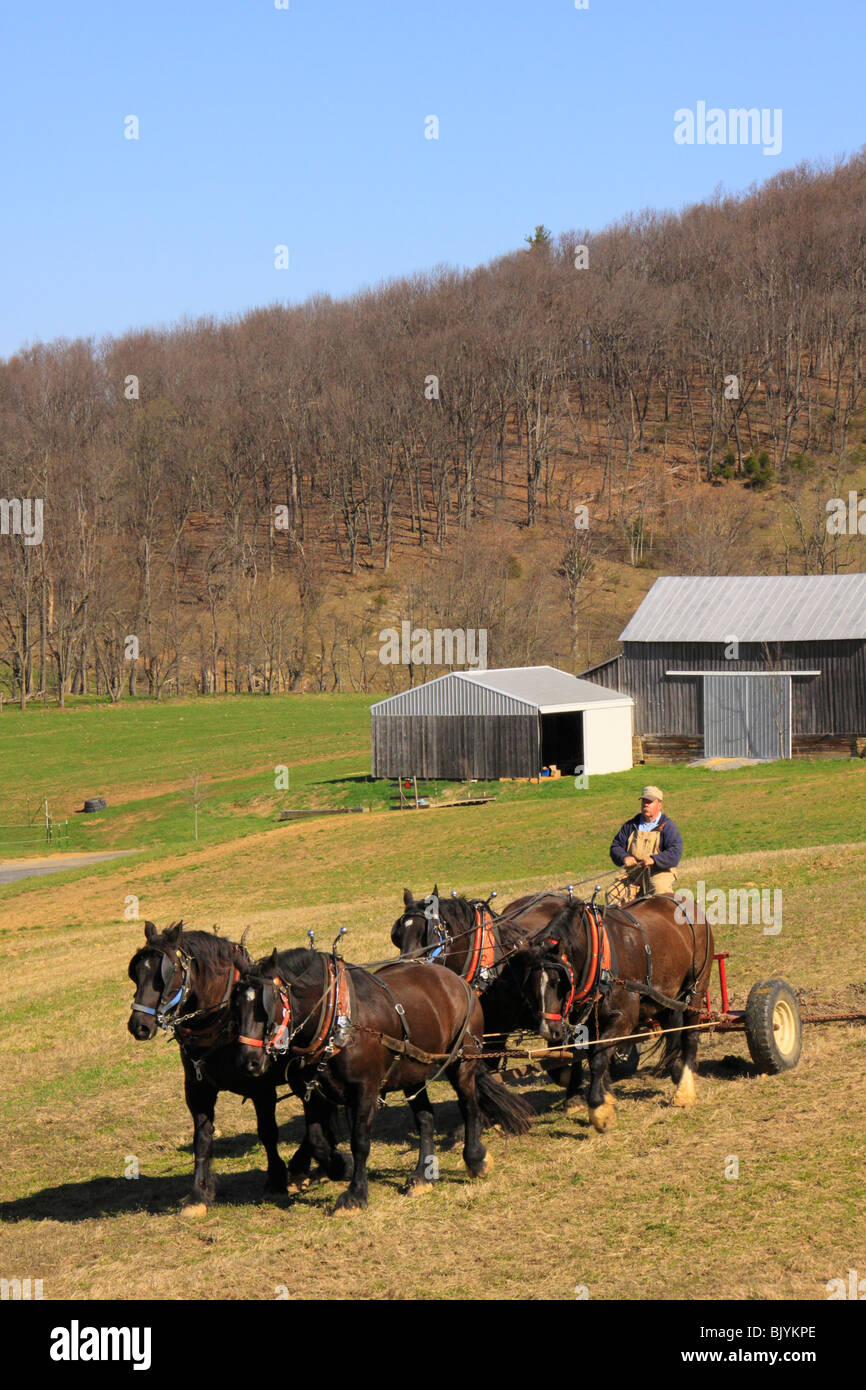Team of Percheron Horses Harrowing, Middlebrook, Virginia Stock Photo ...