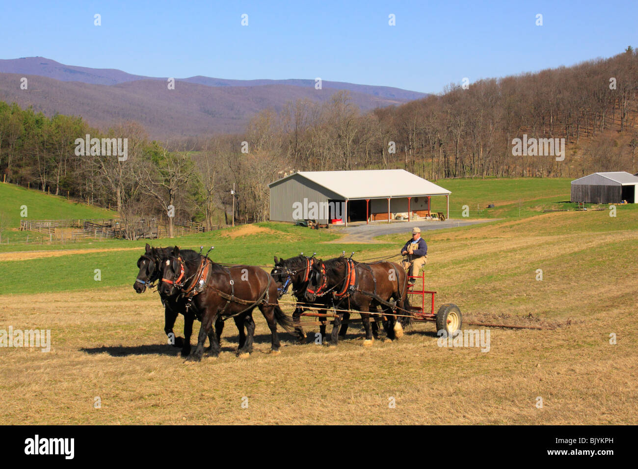 Team of Percheron Horses Harrowing, Middlebrook, Virginia Stock Photo ...