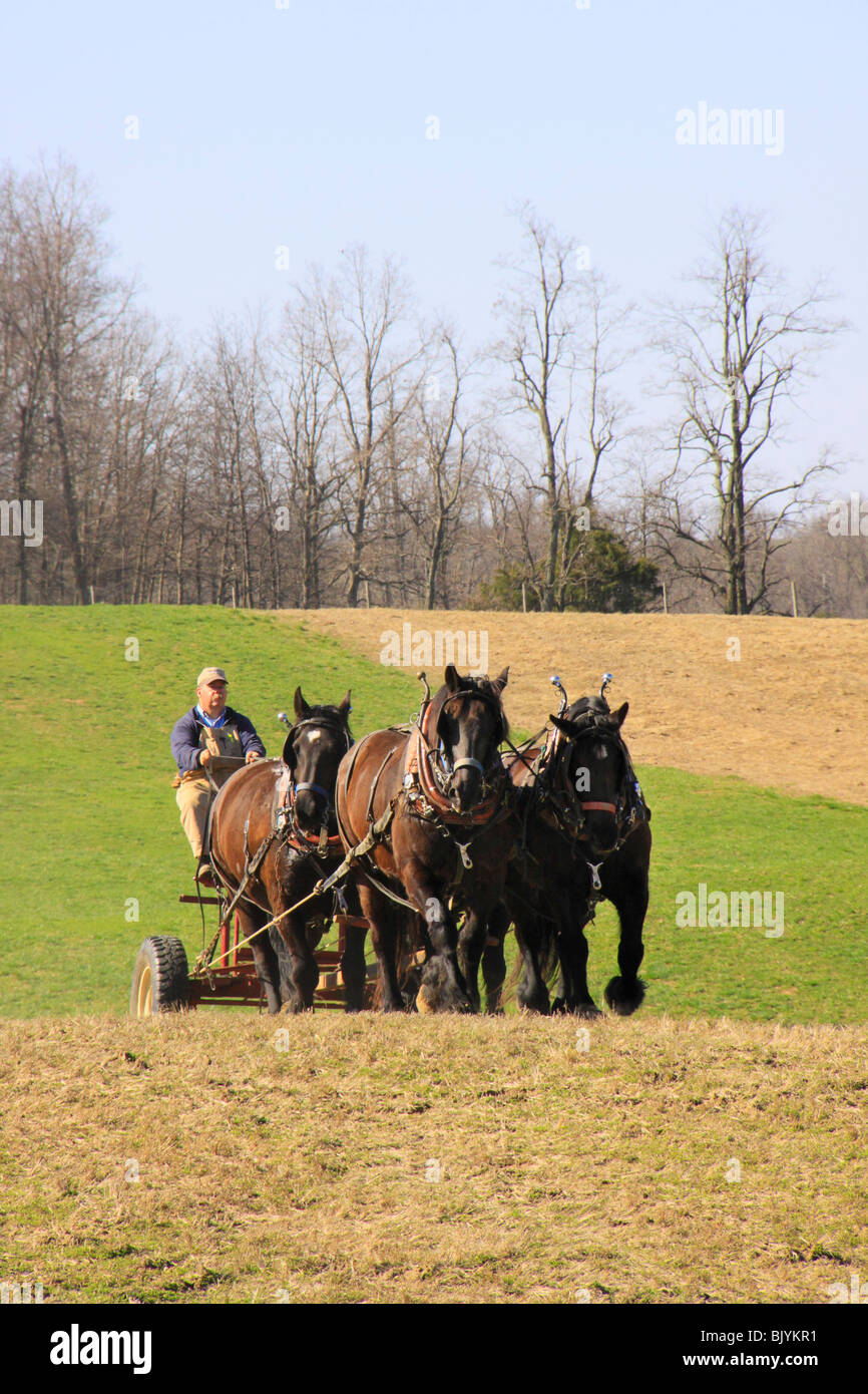 Team of Percheron Horses Harrowing, Middlebrook, Virginia Stock Photo ...
