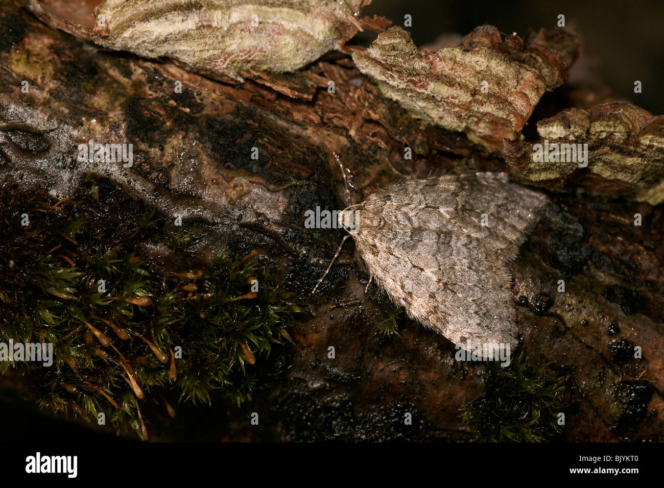 November Moth (Epirrita dilutata Stock Photo - Alamy