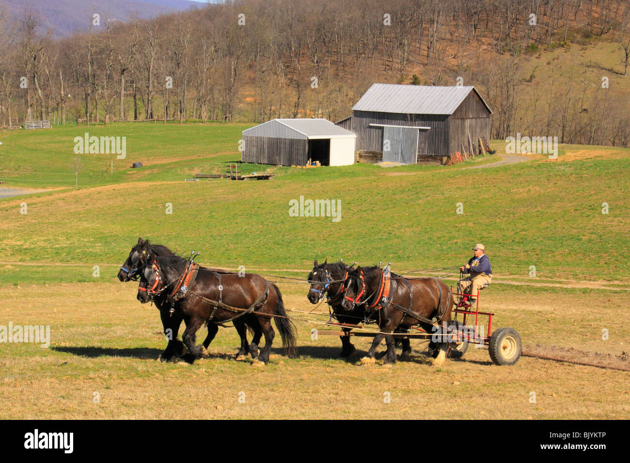 Team of Percheron Horses Harrowing, Middlebrook, Virginia Stock Photo ...