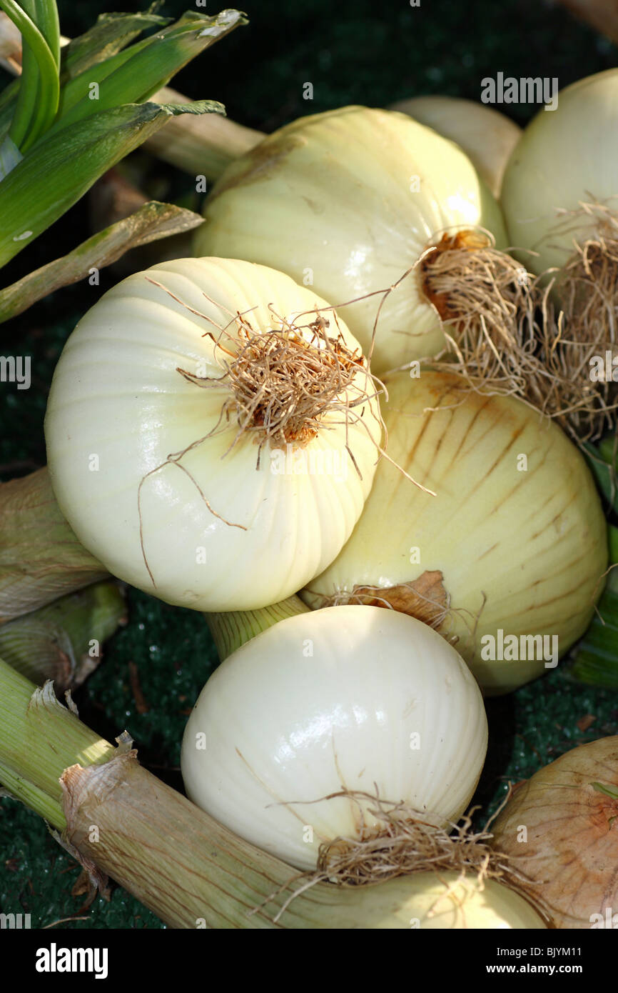 a bunch of onions Stock Photo - Alamy