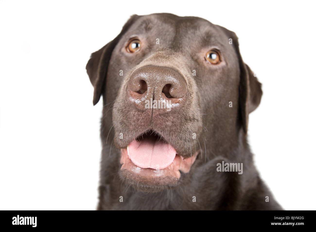 Isolated Shot of a Smiling Chocolate Labrador Stock Photo - Alamy