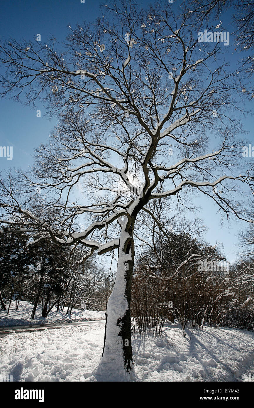 large bare tree covered in snow and lit from behind by sun Stock Photo ...