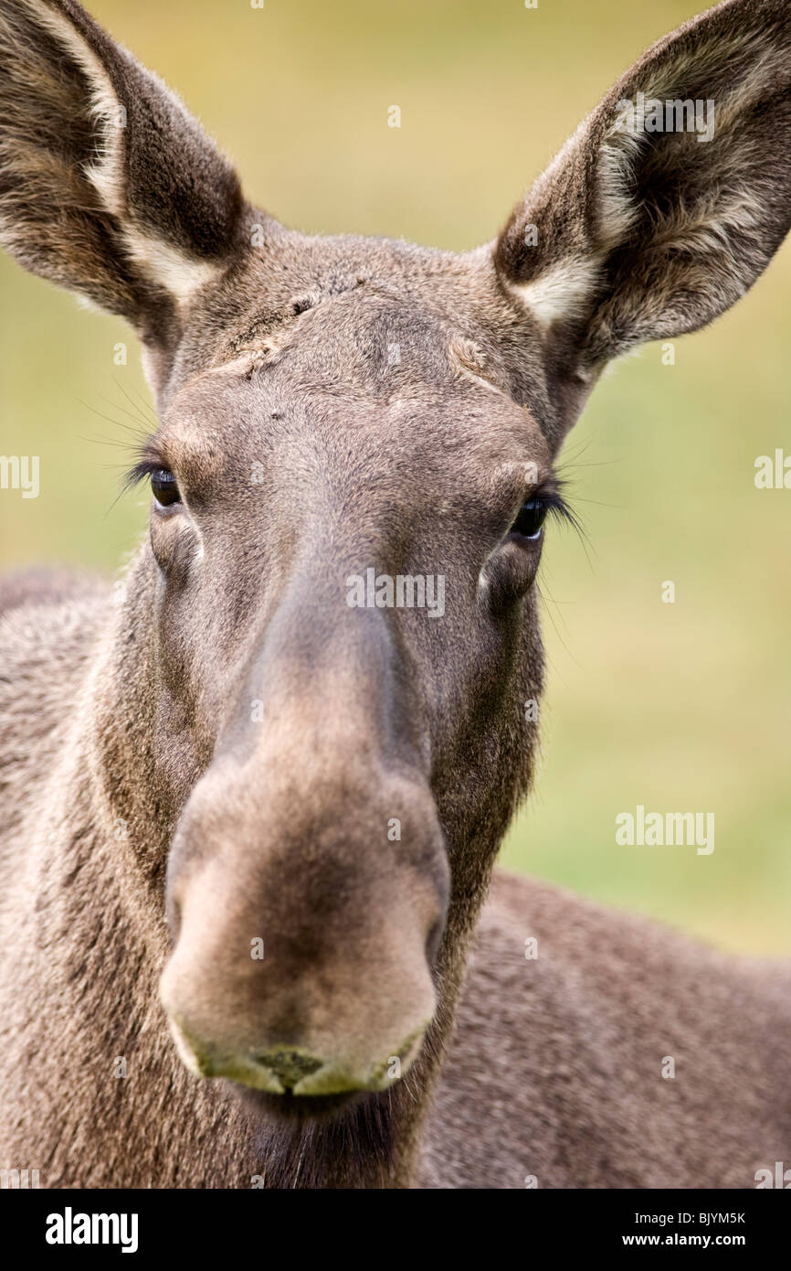 Female European elk Stock Photo - Alamy