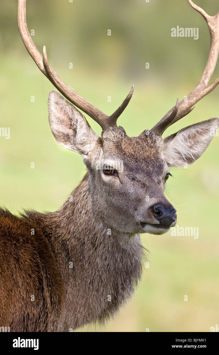 Red Deer Stag Stock Photo - Alamy