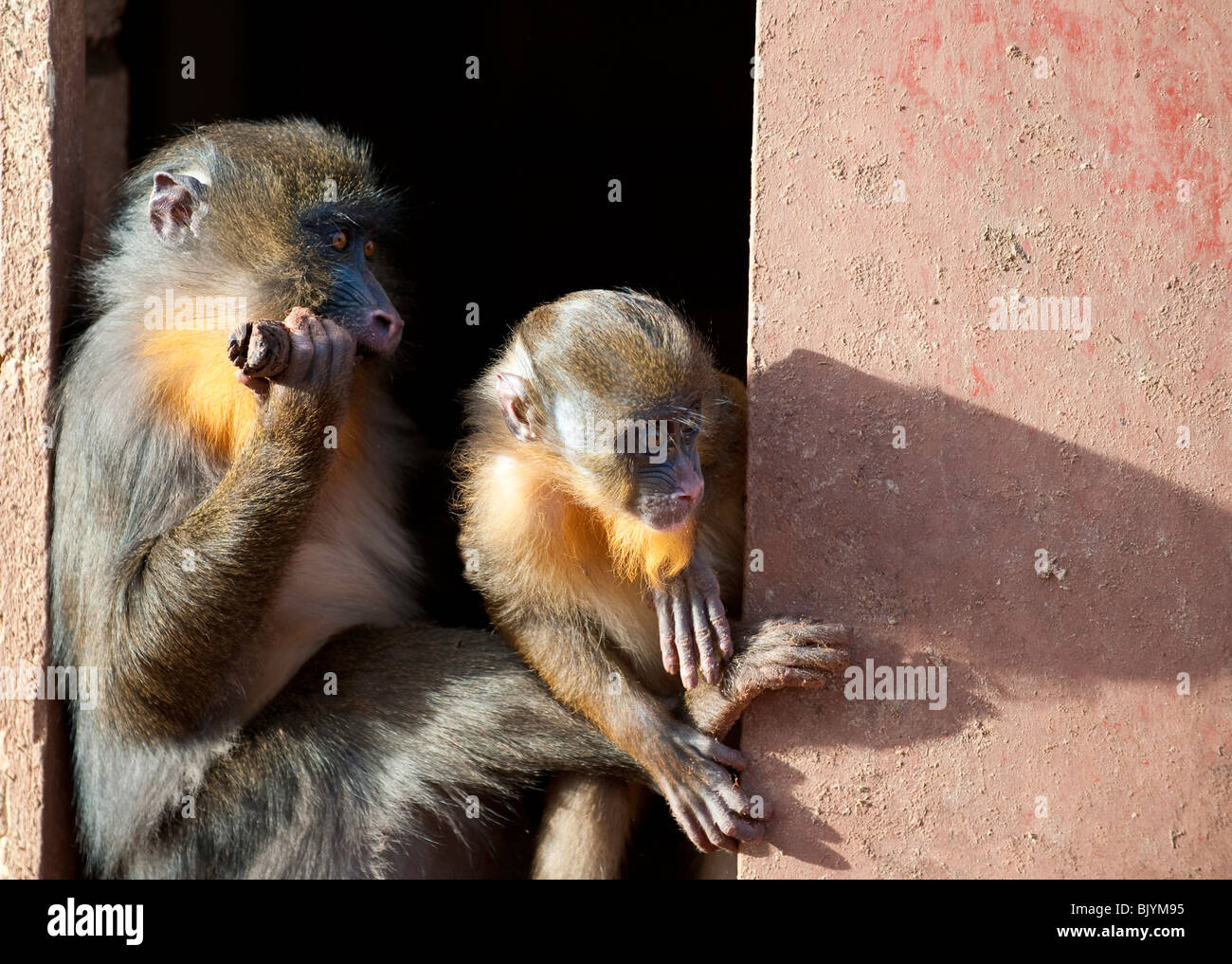 Mandrill monkey hi-res stock photography and images - Alamy