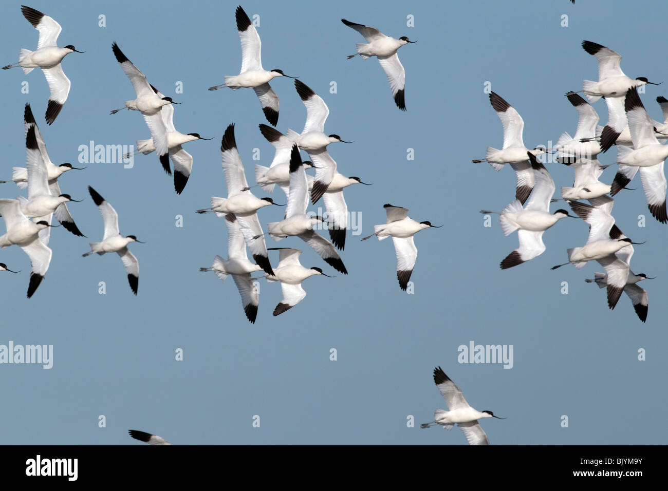 Avocet, Recurvirostra avosetta, large flock in flight, Snettisham RSPB ...