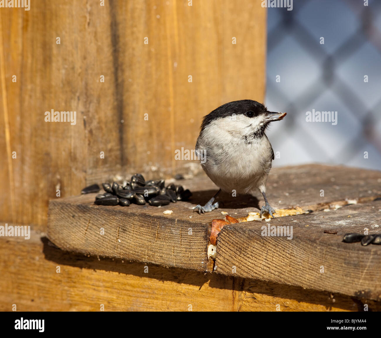 Willow Tit, or Black-capped Chickadee (Parus montanus) in a birdfeeder ...