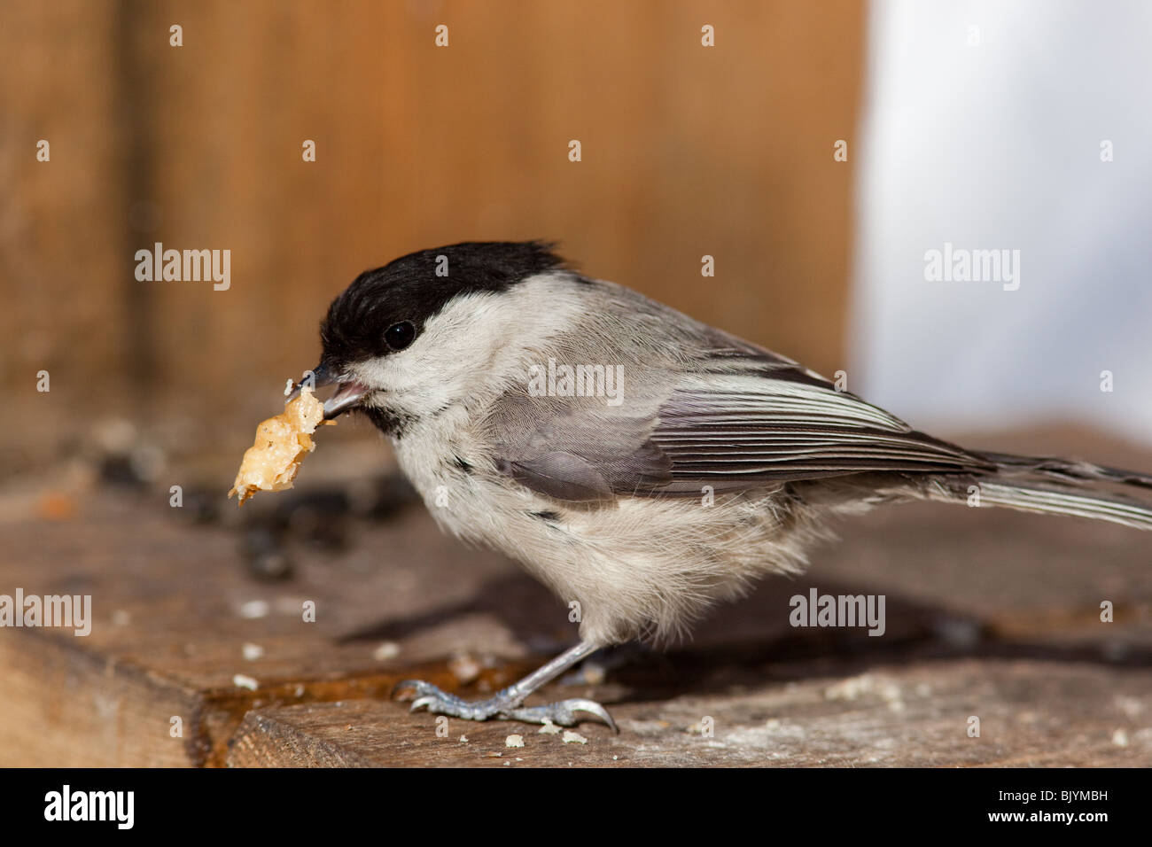 Willow Tit, or Black-capped Chickadee (Parus montanus) in a birdfeeder ...