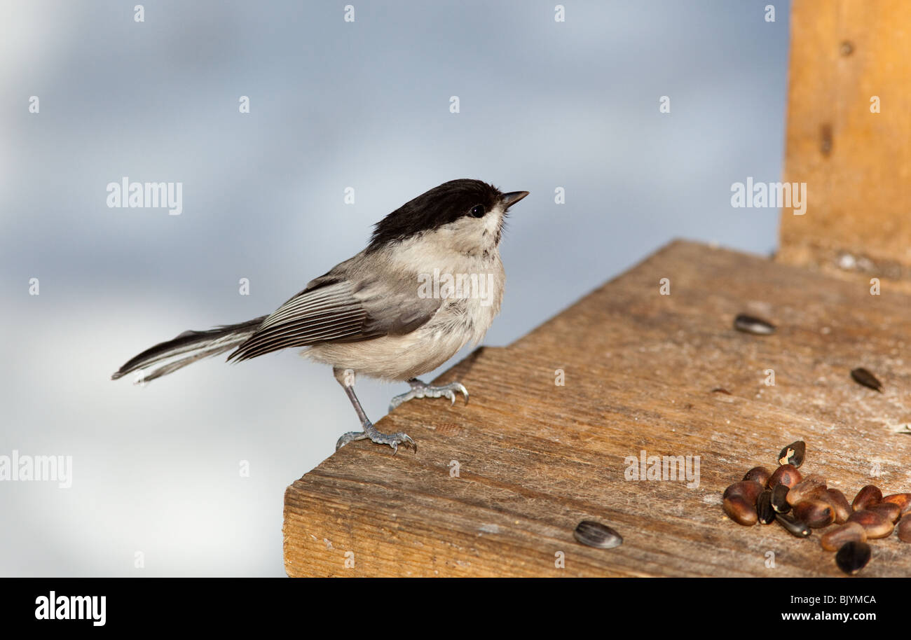 Willow Tit, or Black-capped Chickadee (Parus montanus) in a birdfeeder ...