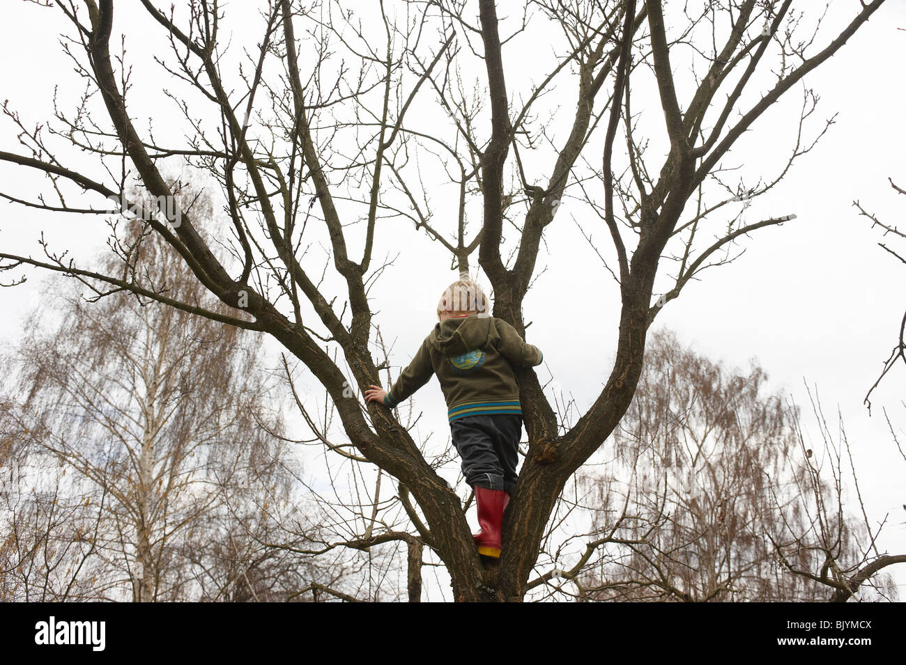 Child Blond Boy hanging on a branch of a tree Stock Photo - Alamy