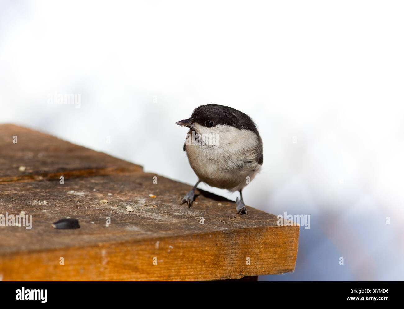 Willow Tit, or Black-capped Chickadee (Parus montanus) in a birdfeeder ...