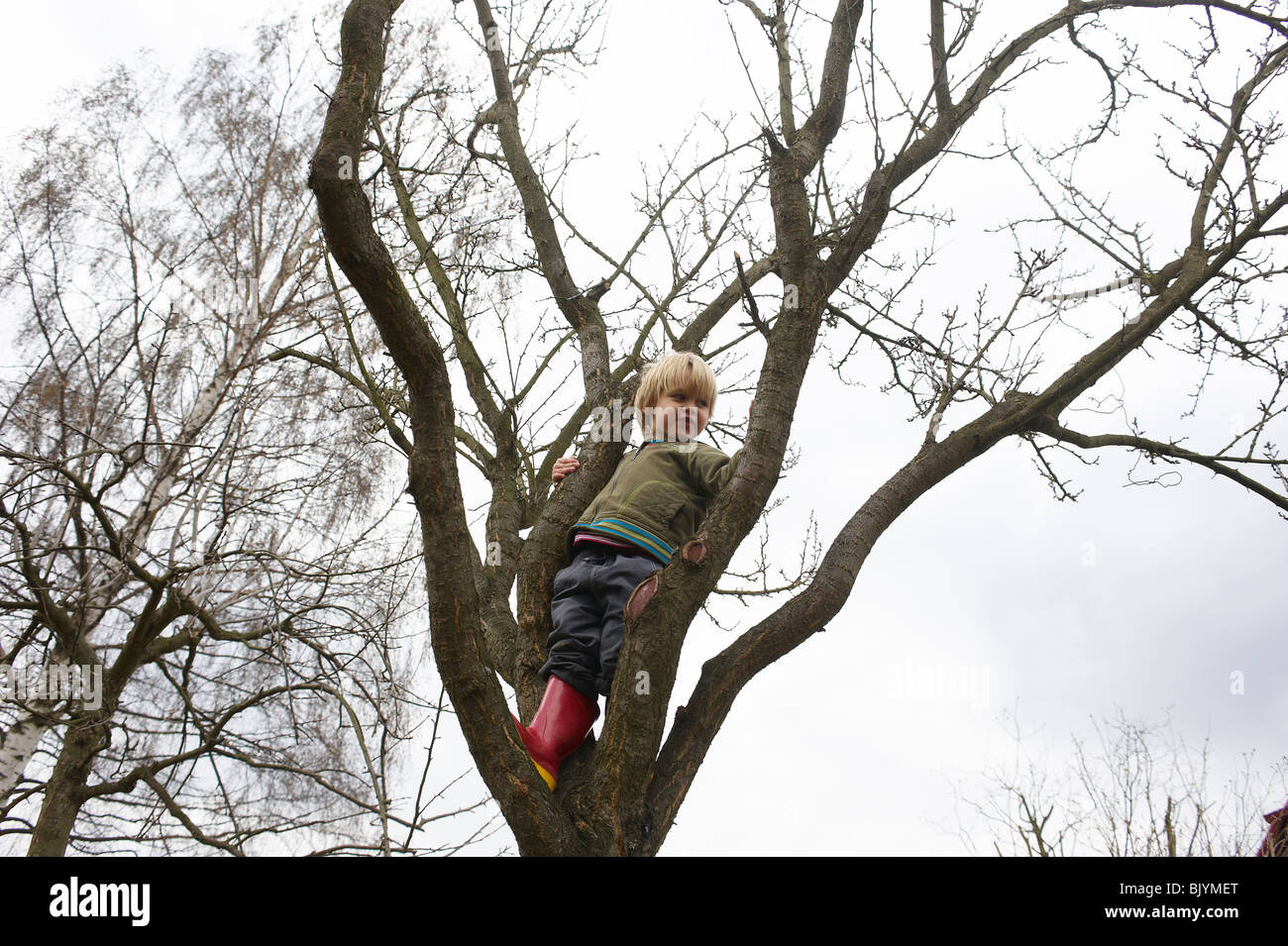 Child Blond Boy hanging on a branch of a tree Stock Photo - Alamy