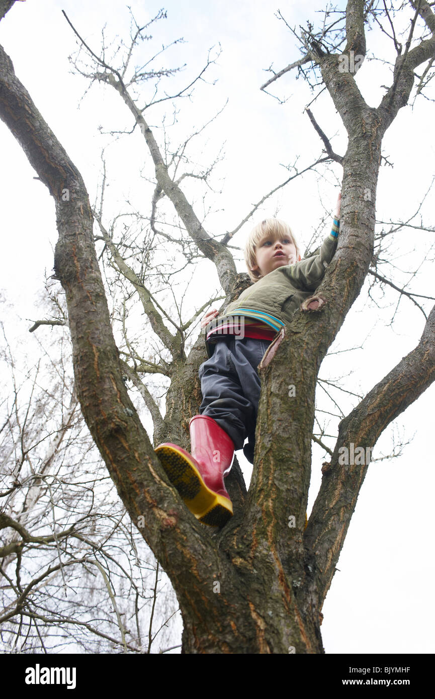Child Blond Boy hanging on a branch of a tree Stock Photo - Alamy