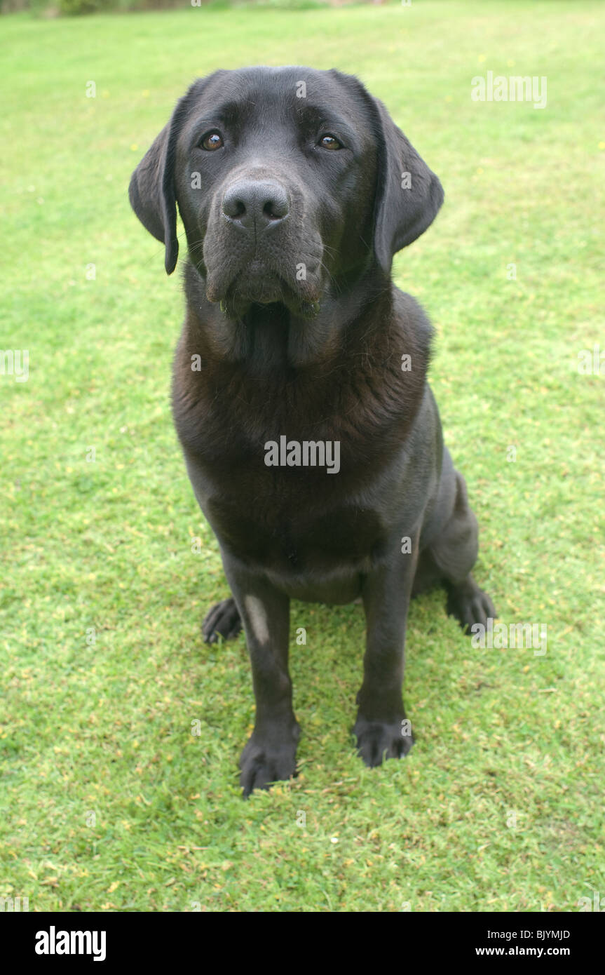 Labrador gun dog hi-res stock photography and images - Alamy