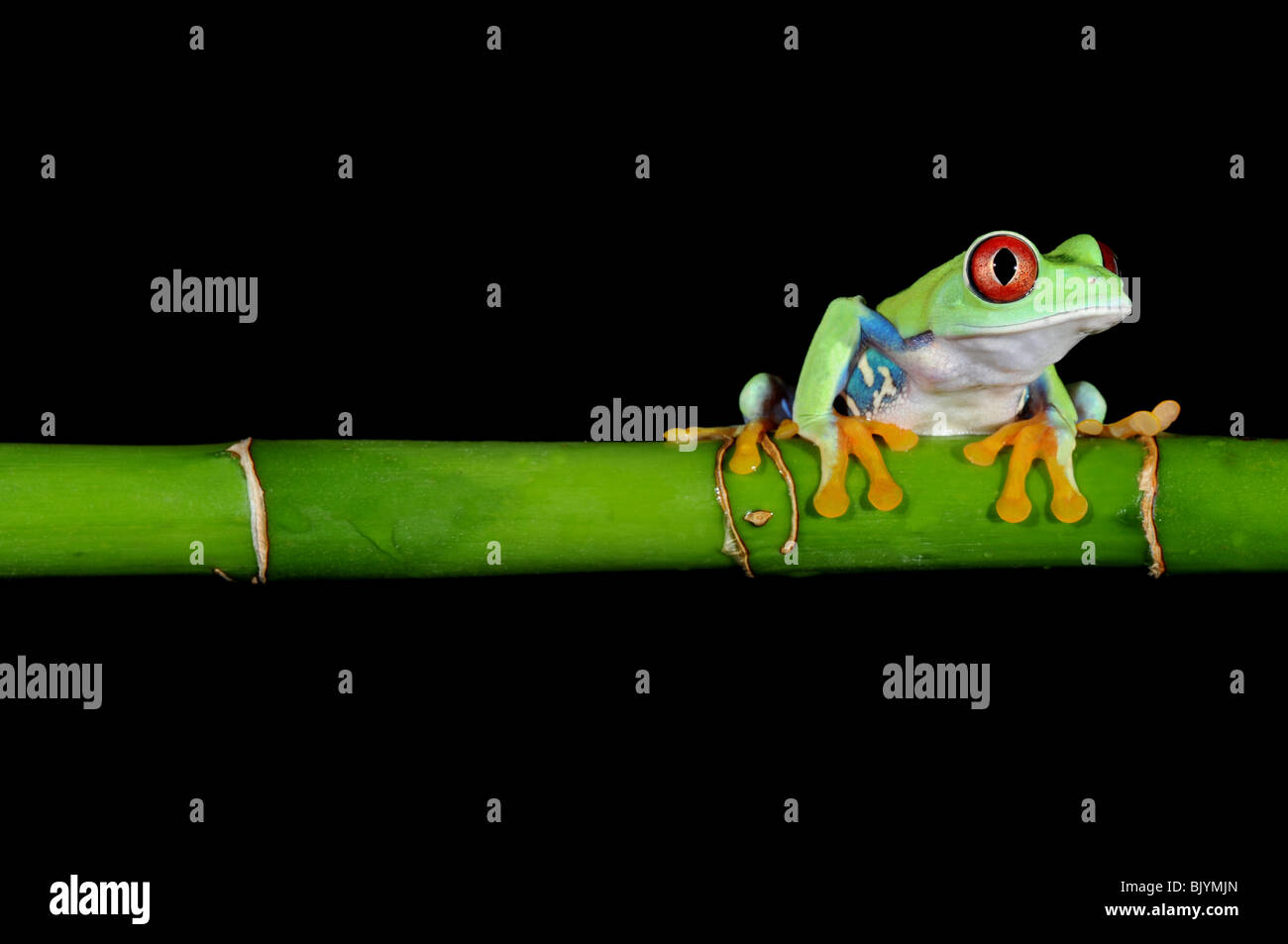 One eyed creatures hi-res stock photography and images - Alamy