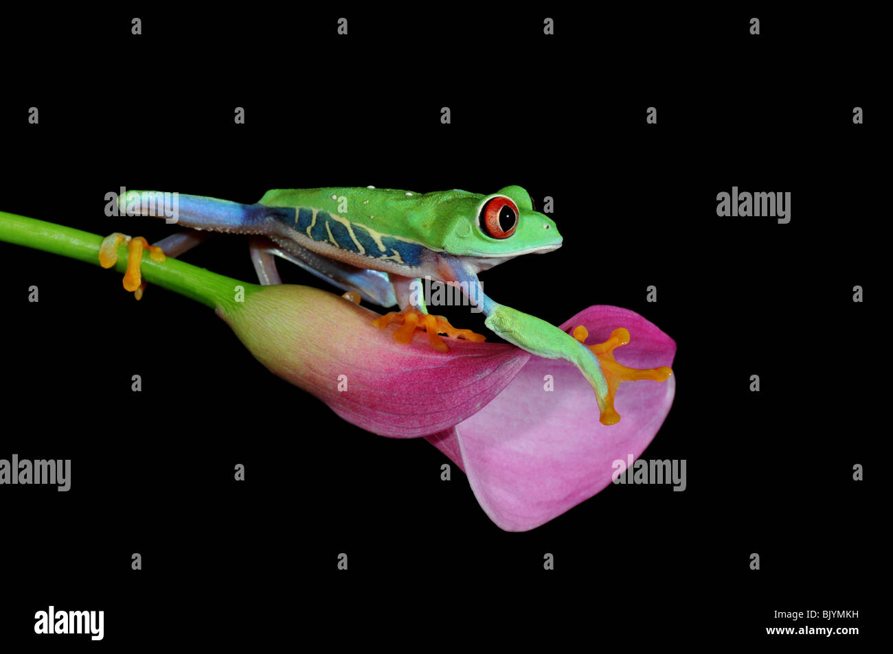 One eyed creatures hi-res stock photography and images - Alamy