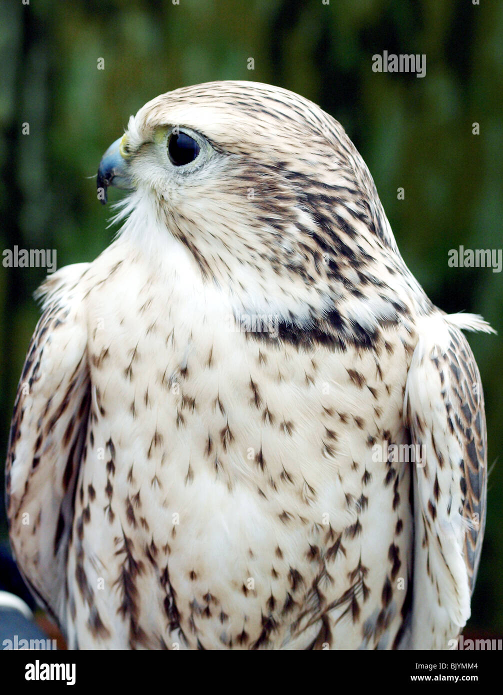 White saker falcon hi-res stock photography and images - Alamy
