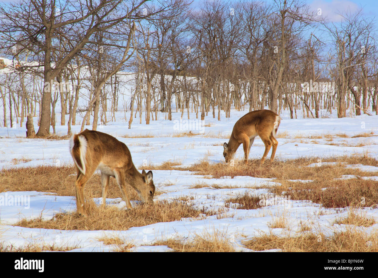 White Tail Deer, Shenandoah National Park, Virginia, USA Stock Photo ...
