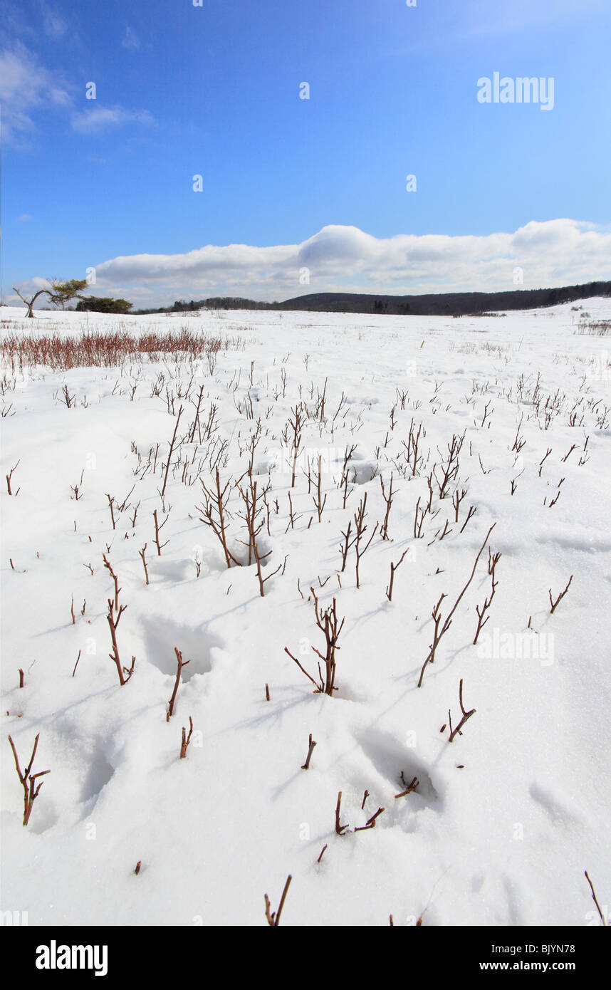 White tail deer tracks hi-res stock photography and images - Alamy