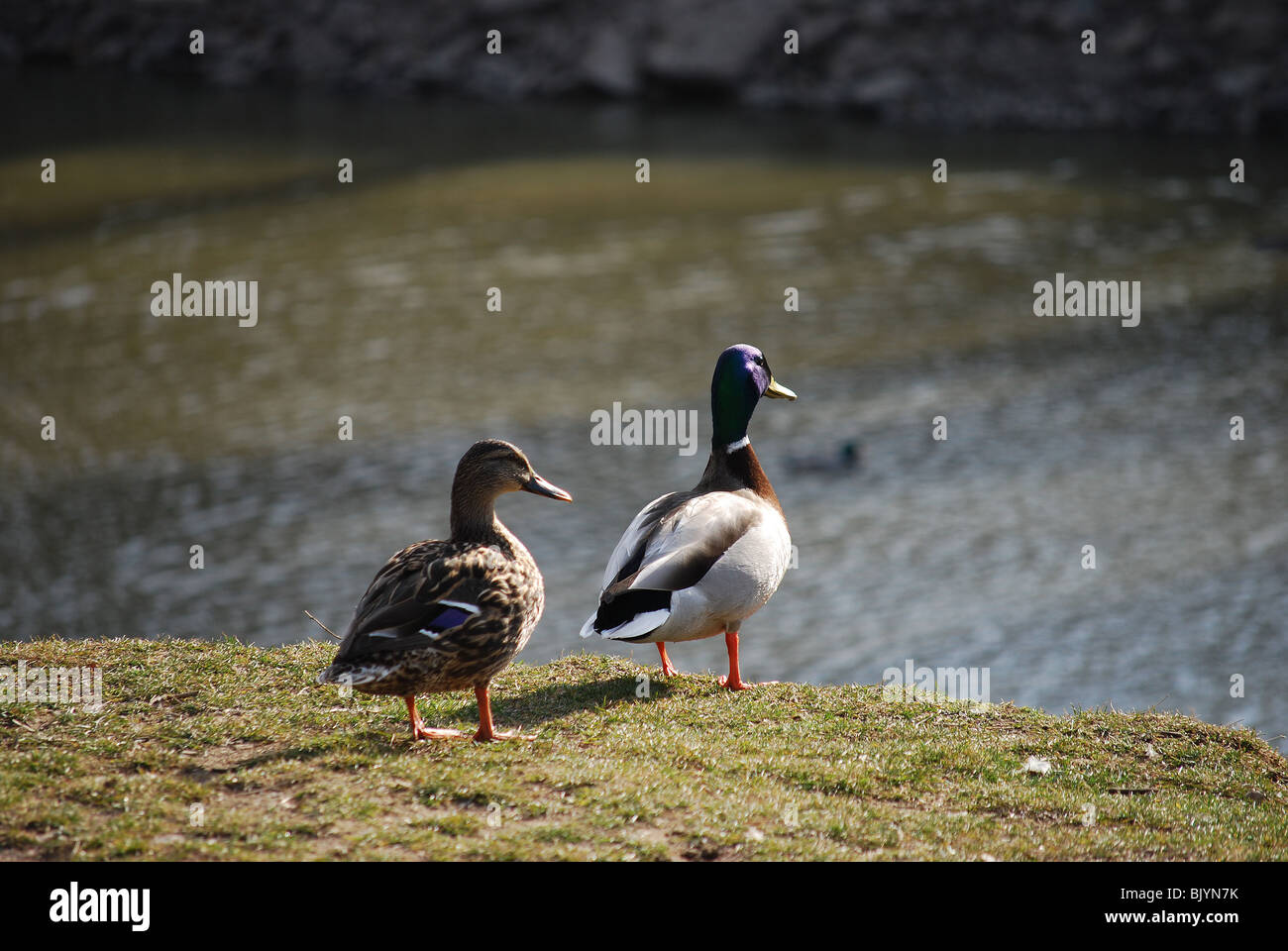 Drake and hen hi-res stock photography and images - Alamy