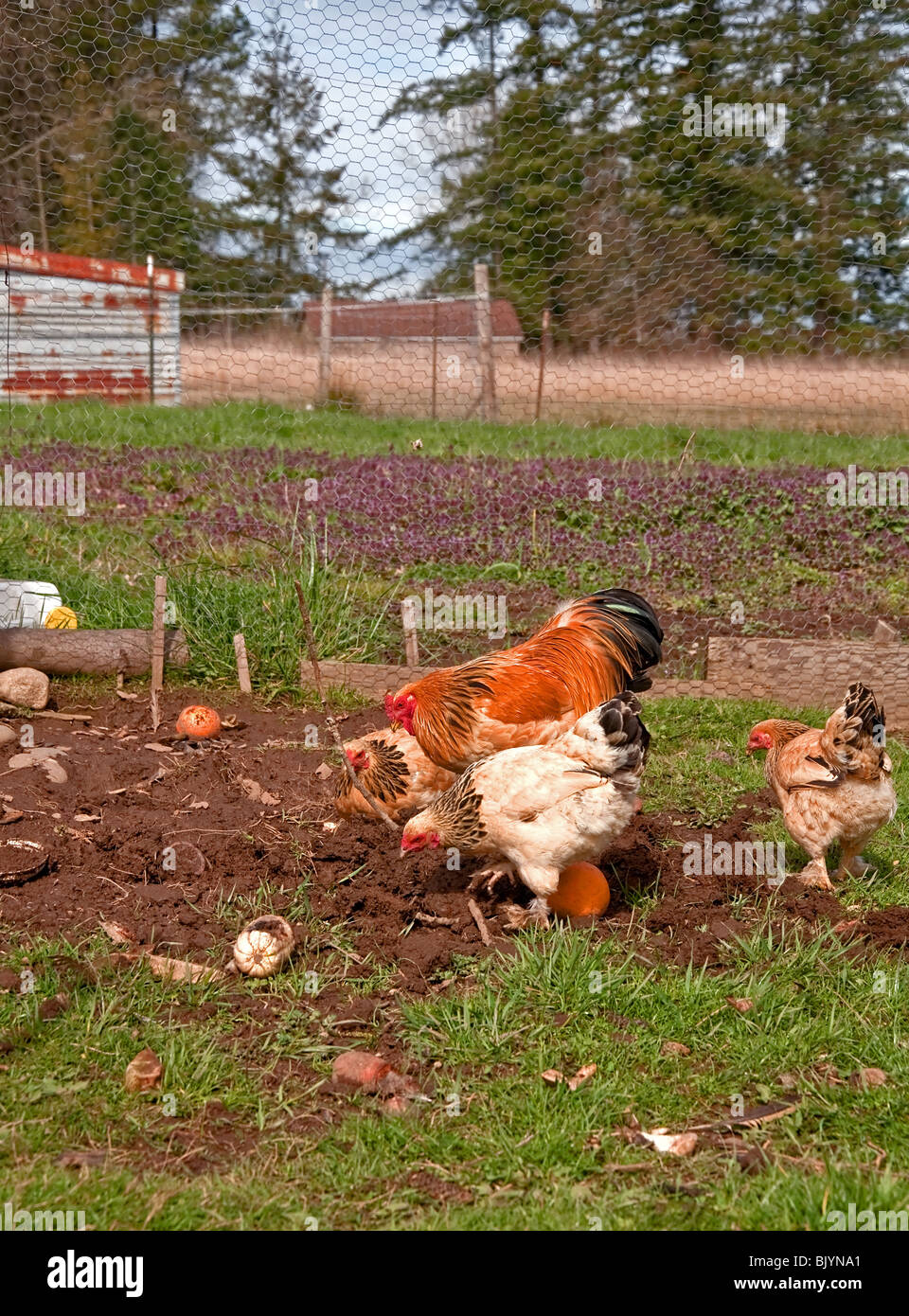 Brahma rooster hi-res stock photography and images - Alamy