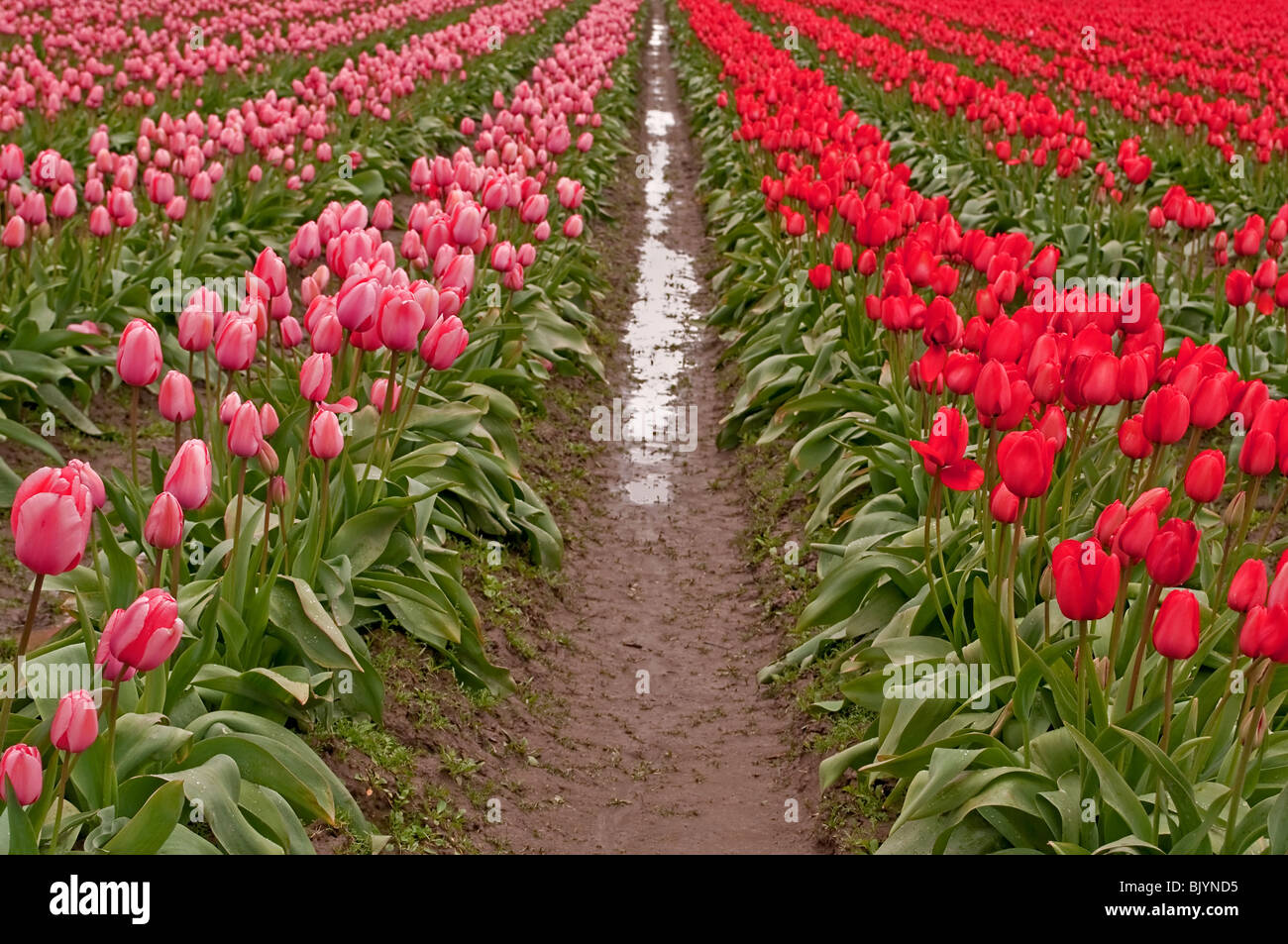 This image shows an infinity of rows of bright pink and red tulips ...