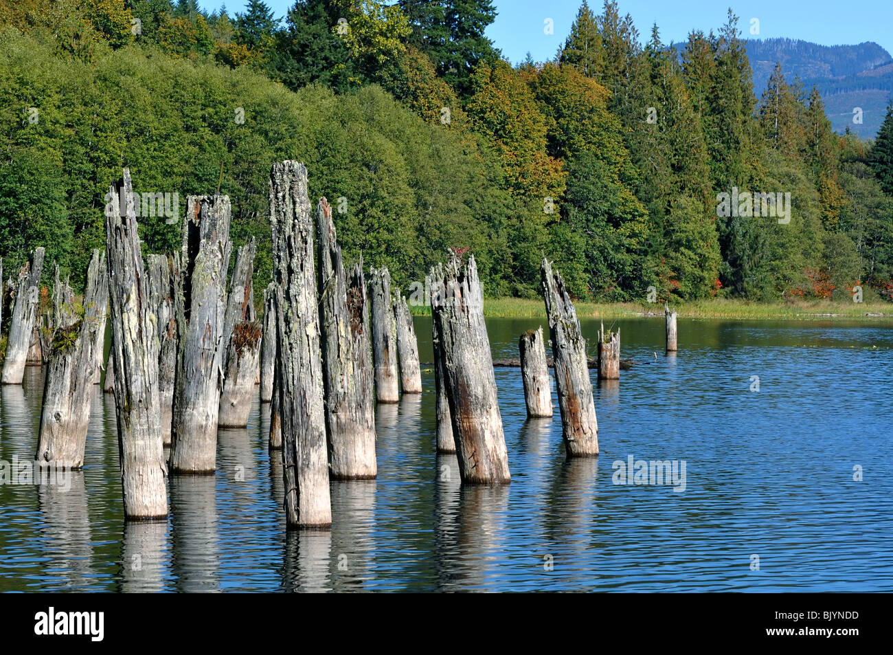 This landscape image is of Lake Grandy, Washington in the early autumn ...