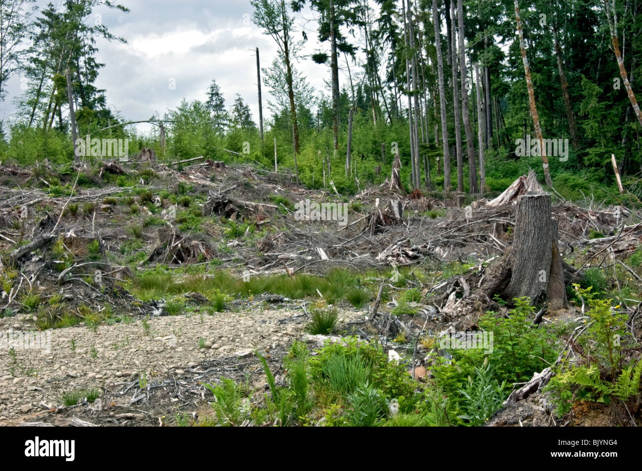 This image shows the edge of a section of clear cut forest with slash ...