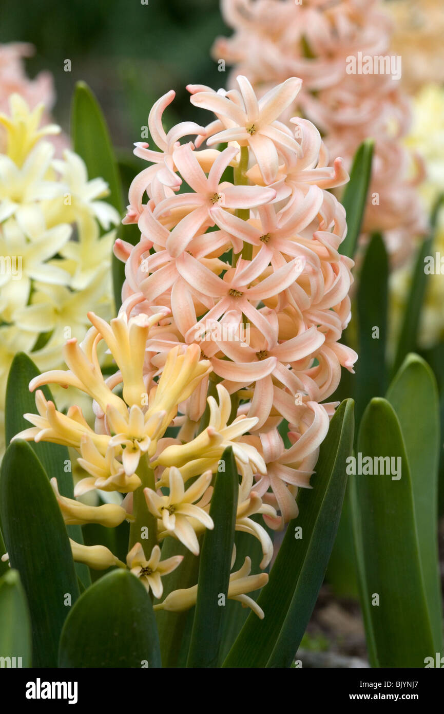 Hyacinth varieties hi-res stock photography and images - Alamy