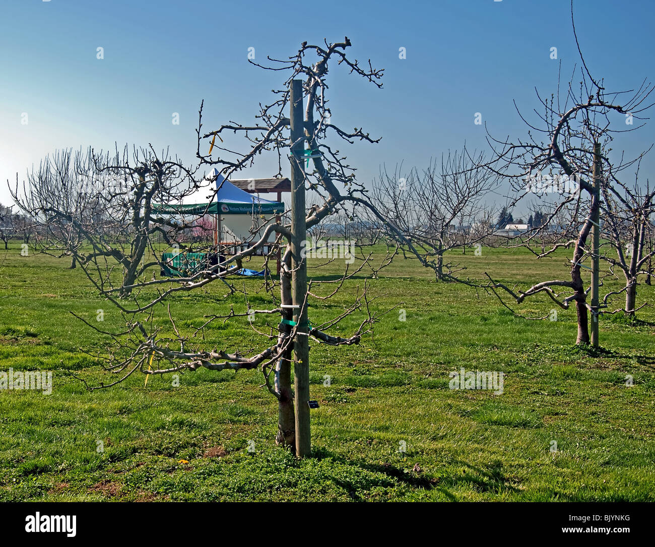 Slendor spindle hi-res stock photography and images - Alamy