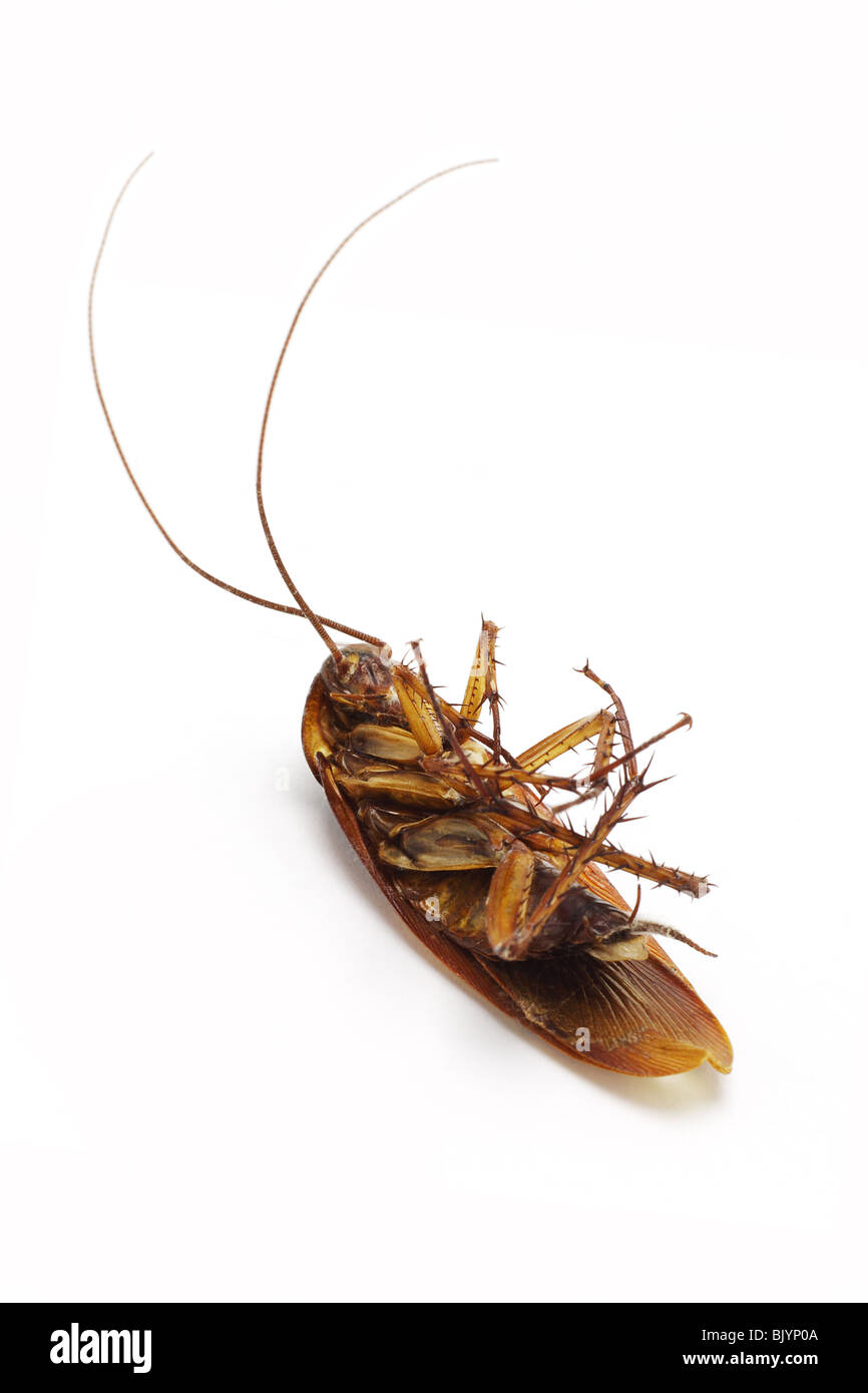 Dead cockroach with long feelers lying on white background Stock Photo ...