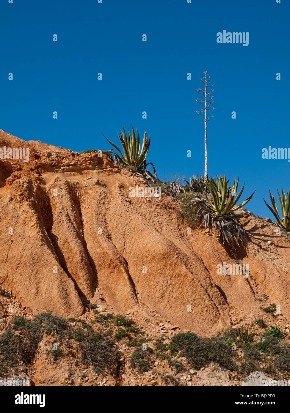 Plants and rocks near beach at Pilar de la Horadada (Alicante, Spain ...