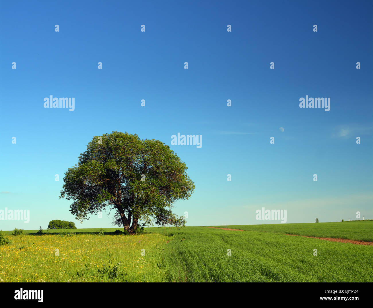 summer landscape with single tree in field Stock Photo - Alamy