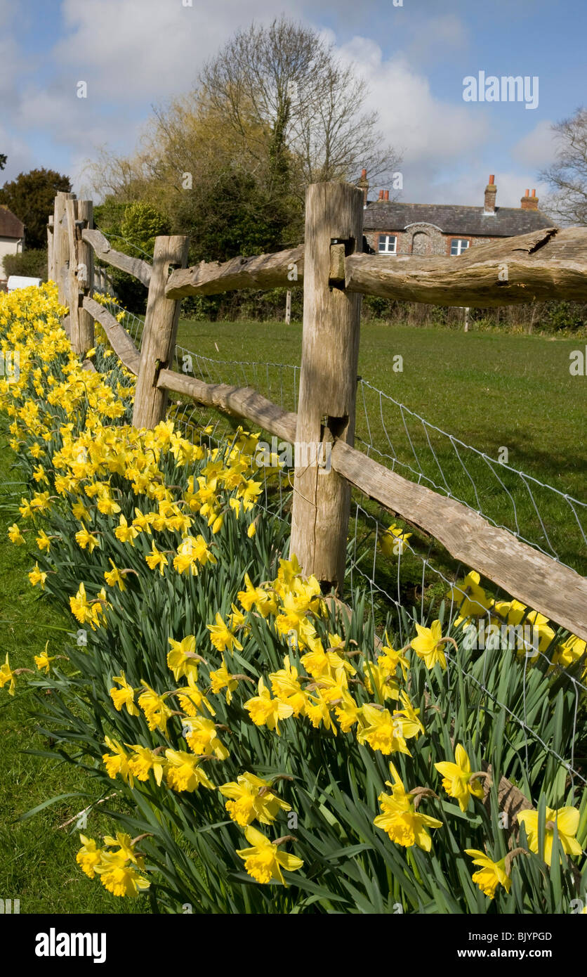 Daffodils country lane hi-res stock photography and images - Alamy
