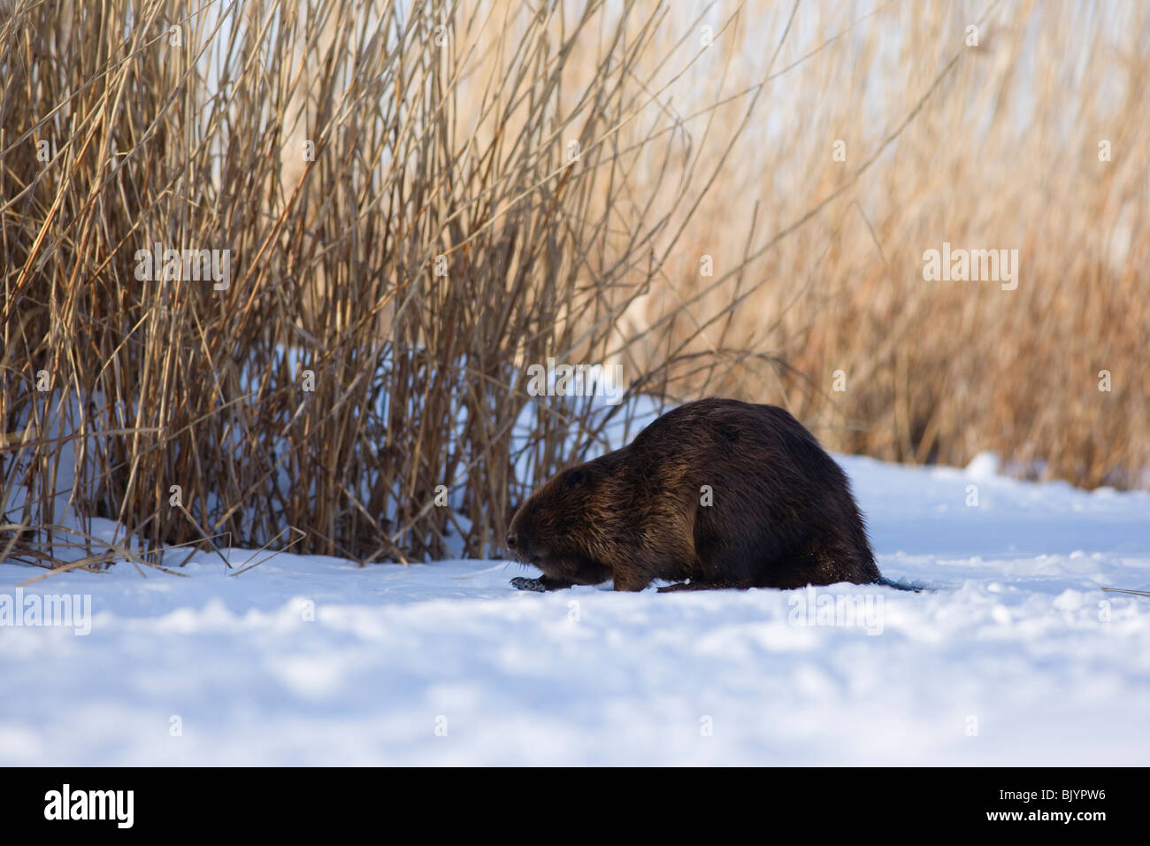 European beaver walking to the den Stock Photo - Alamy