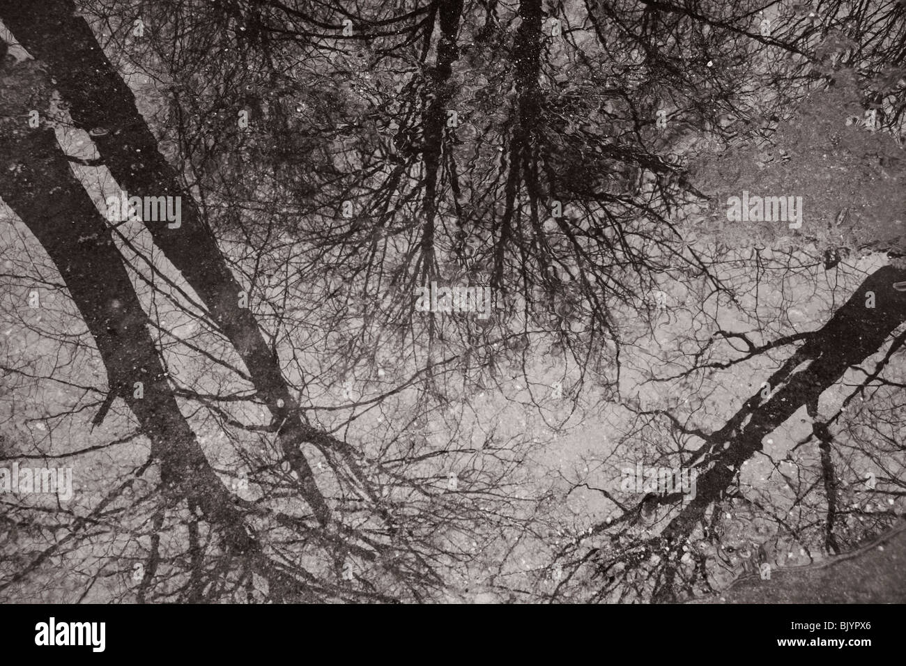 Tangled reflections hi-res stock photography and images - Alamy