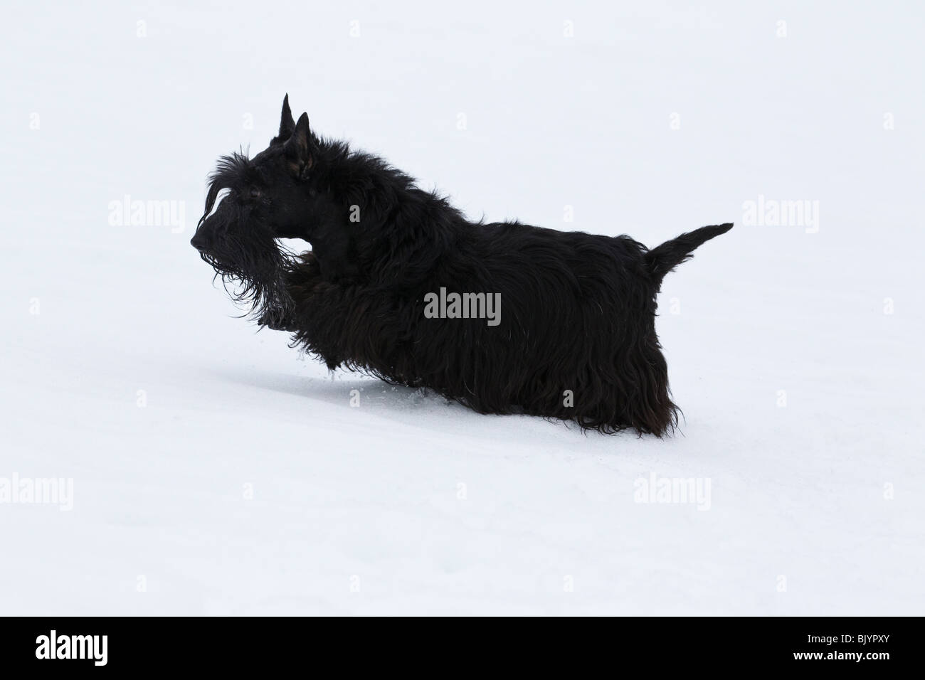 Scottish terrier running hi-res stock photography and images - Alamy